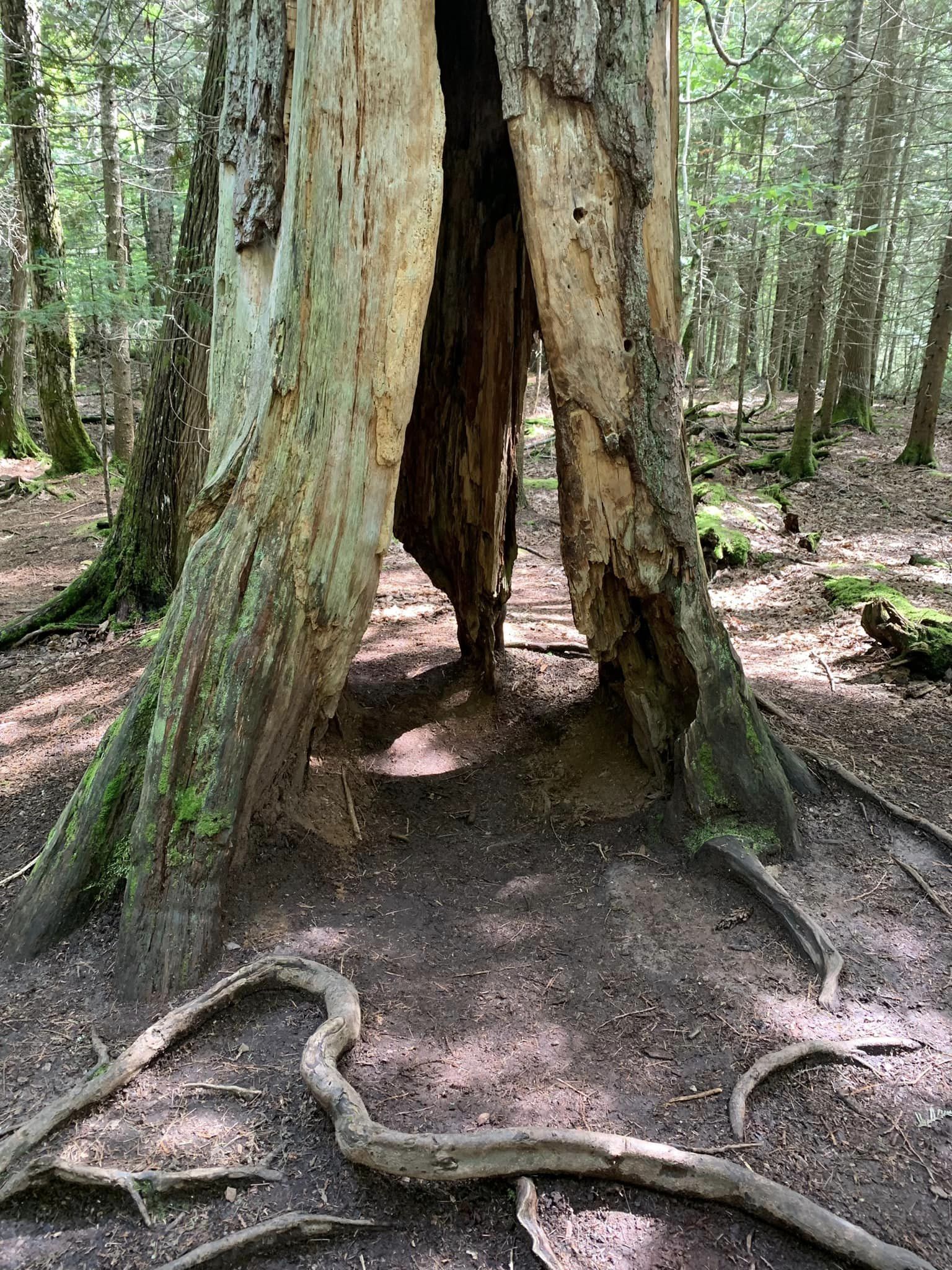 Hiking in the Estivant Pines Wilderness Nature Sanctuary - Upper ...